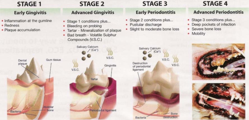 How to Detect Periodontal Disease: Sparky’s Story - Largo, FL ...